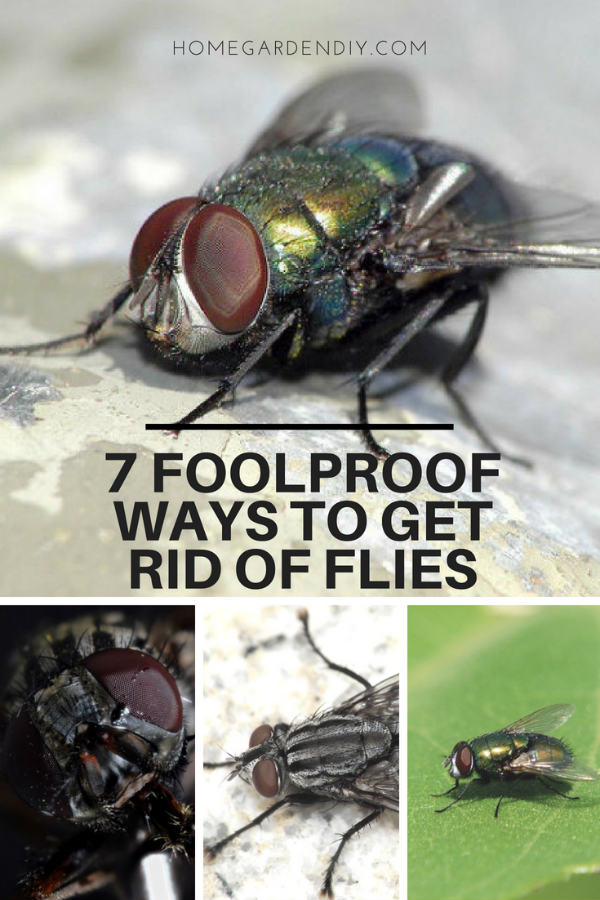 7 Foolproof Ways To Get Rid Of Flies – iSeeiDoiMake 7 Foolproof Ways To Get Rid Of Flies – iSeeiDoiMake
